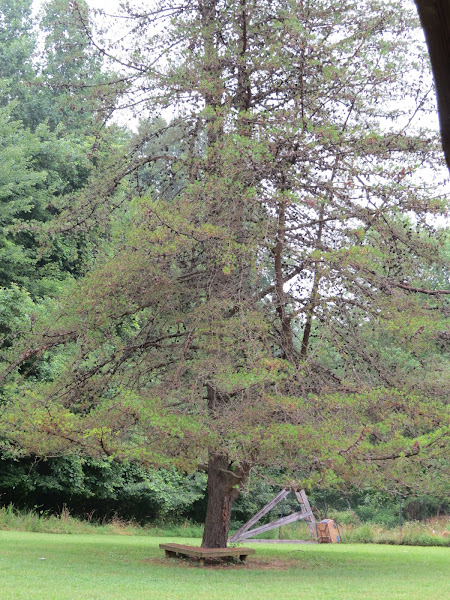 Table Mountain Pine Tree | Project Noah