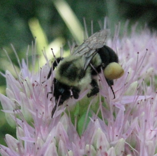 Common Eastern Bumble Bee | Project Noah