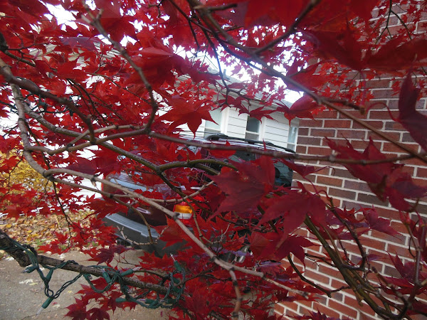 Japanese Maple | Project Noah