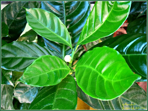 Crape Jasmine | Project Noah