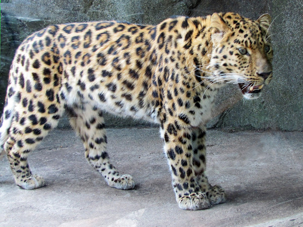 Amur Leopard | Project Noah