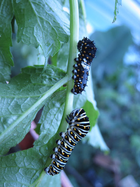 Orugas de Mariposas | Project Noah