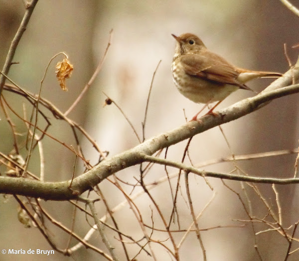 Hermit thrush | Project Noah
