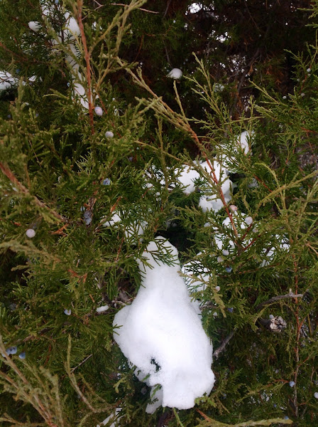 Rocky Mountain Juniper | Project Noah