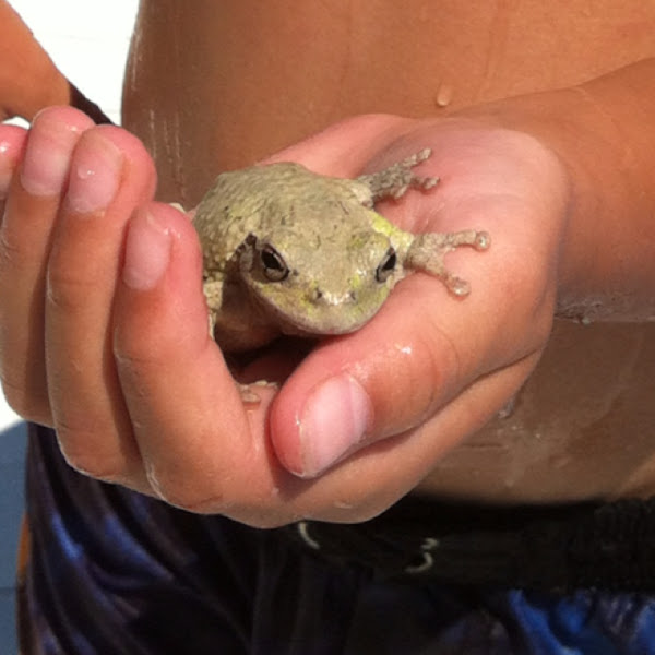 Eastern Gray Treefrog | Project Noah