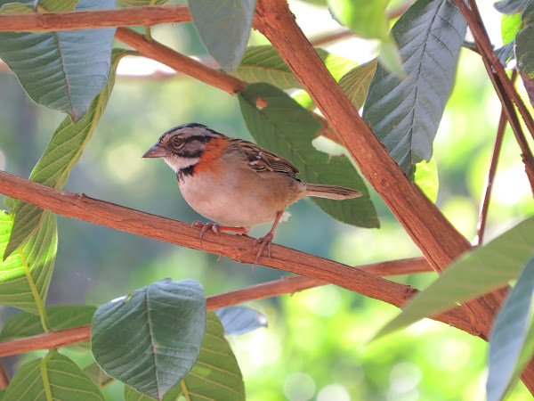 Rufous-collared Sparrow | Project Noah