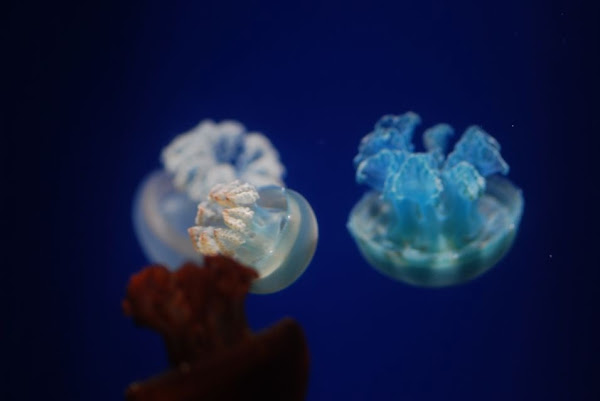 jelly fish | Project Noah