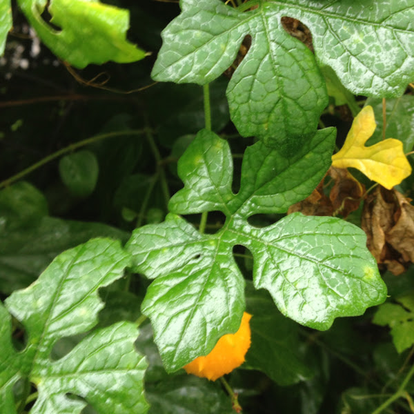 Bitter Melon | Project Noah