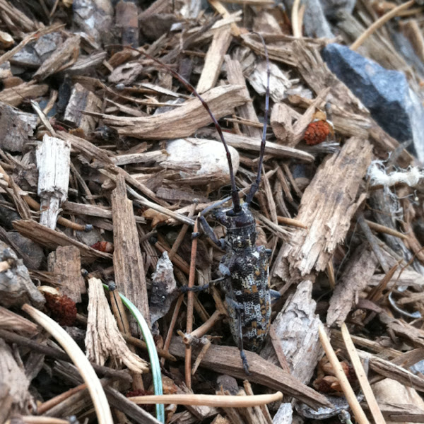 spotted pine sawyer | Project Noah