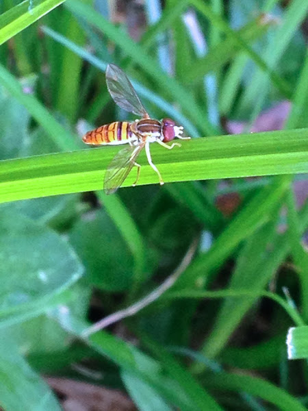 Syrphid Fly | Project Noah