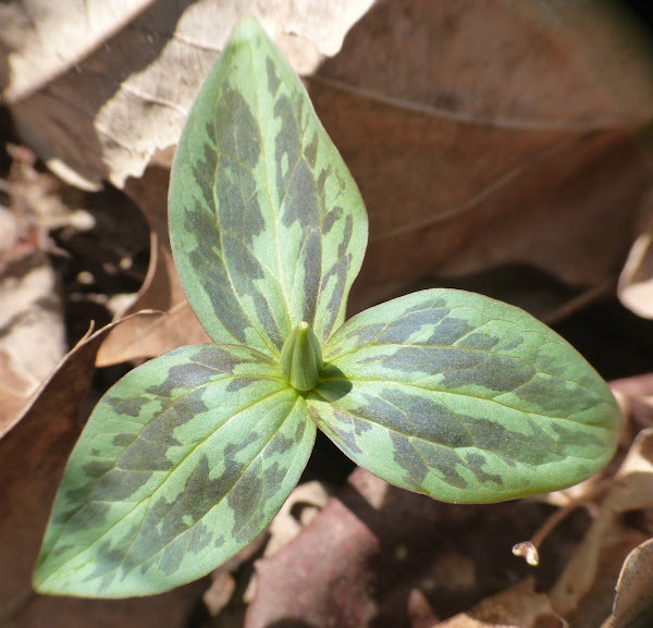 Stinking Benjamin | Project Noah