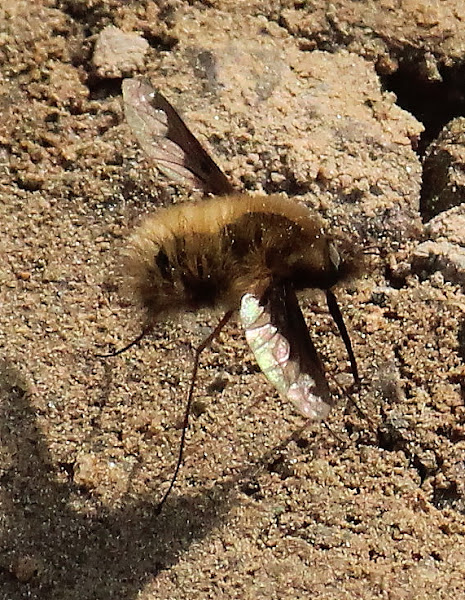 Large bee fly | Project Noah