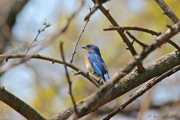 Eastern Bluebird | Project Noah