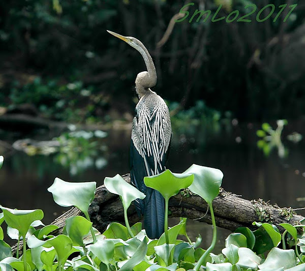 Spotting | Project Noah