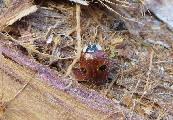 Two-Spotted Ladybug | Project Noah