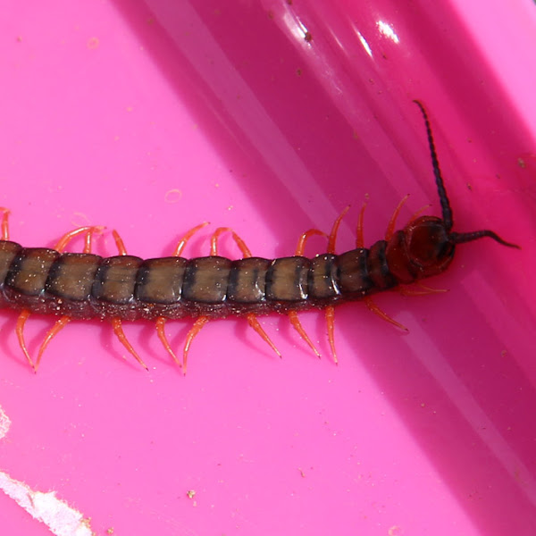 centipede | Project Noah