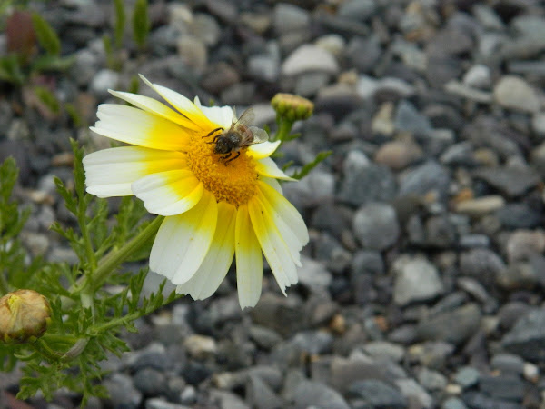 Abeja en Margarita | Project Noah