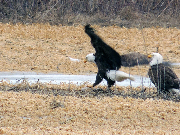 Bald Eagle | Project Noah
