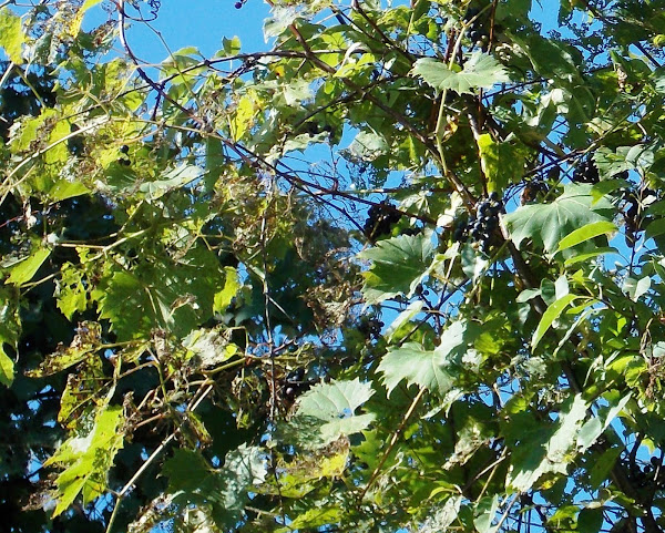 Wild Grapes | Project Noah