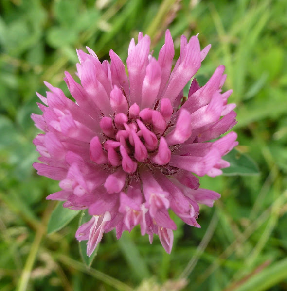 Red Clover | Project Noah