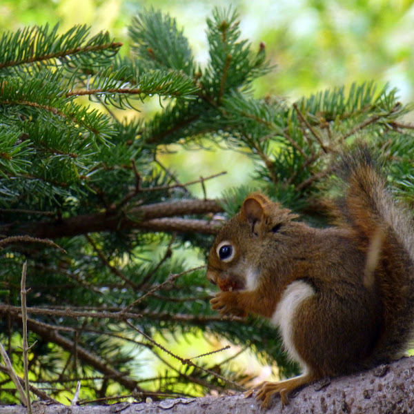 Red Squirrel | Project Noah