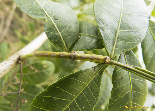 Geometer caterpillar | Project Noah