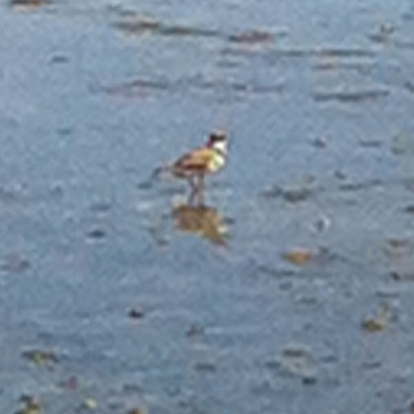 Killdeer | Project Noah