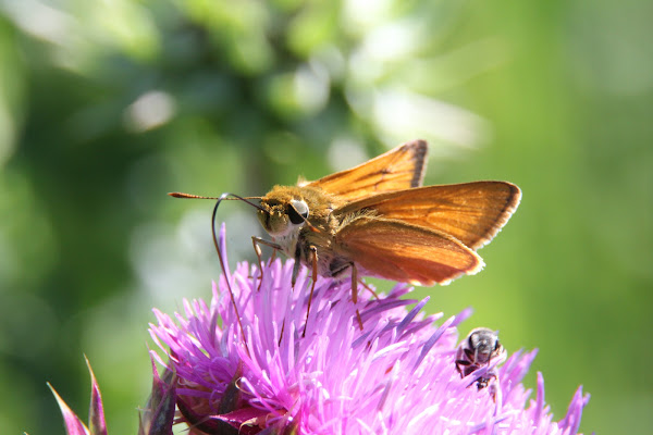 Ottoe Skipper | Project Noah