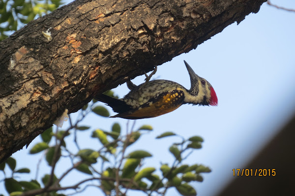 Black-rumped Flameback Woodpecker | Project Noah