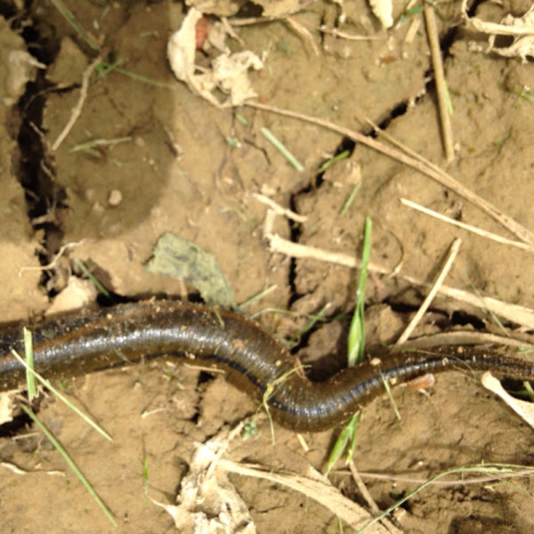 Leech | Project Noah