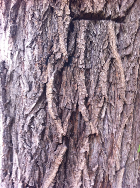 Weeping Willow Tree | Project Noah