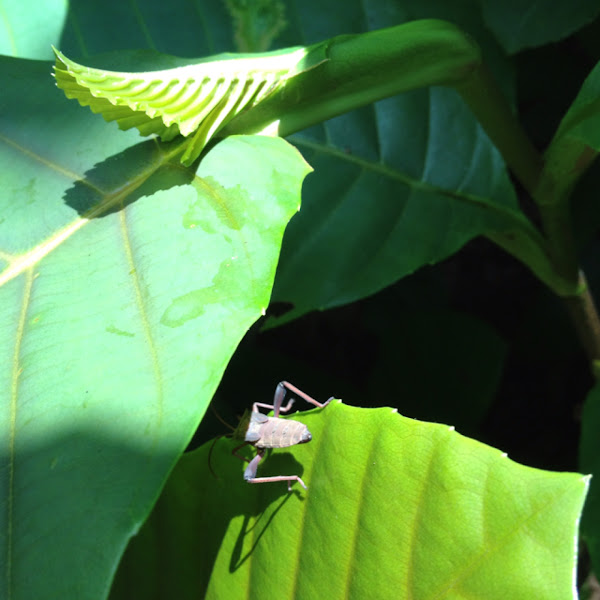 Stink bug/ shield bug | Project Noah