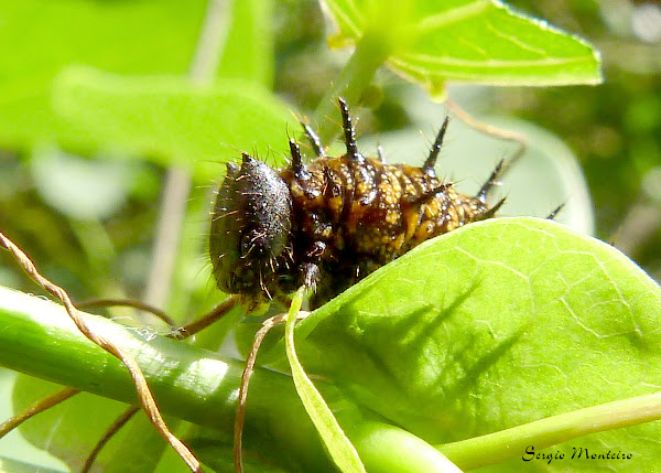 Juno Longwing caterpillar | Project Noah