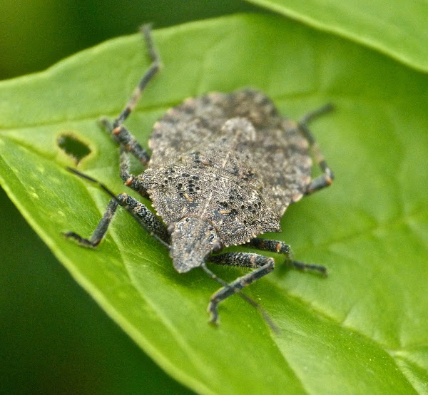 Rough stink bug | Project Noah