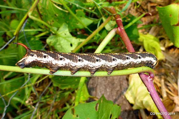 Convolvulus Hawk-Moth | Project Noah