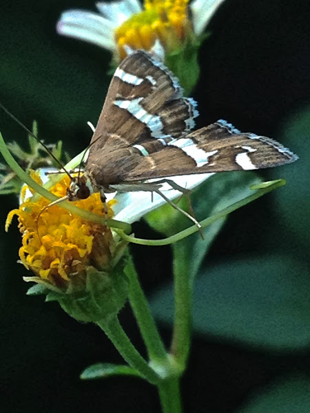 Beet Webworm Moth | Project Noah