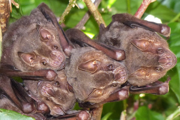 Short-tailed Fruit Bat | Project Noah