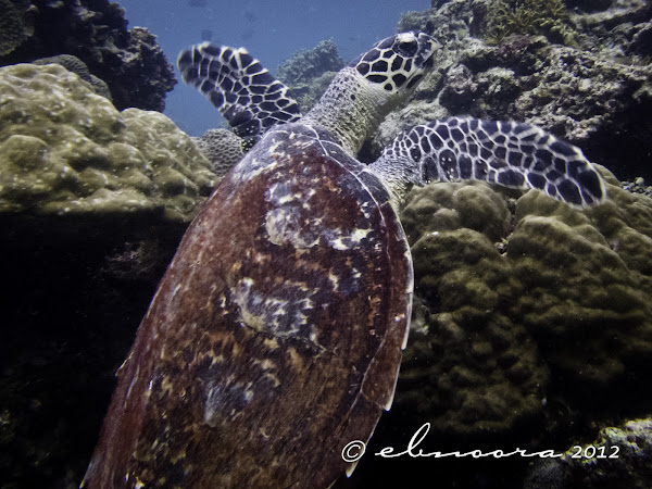 Hawksbill Turtle | Project Noah