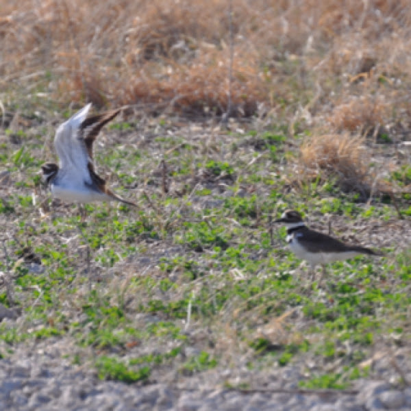 Killdeer | Project Noah