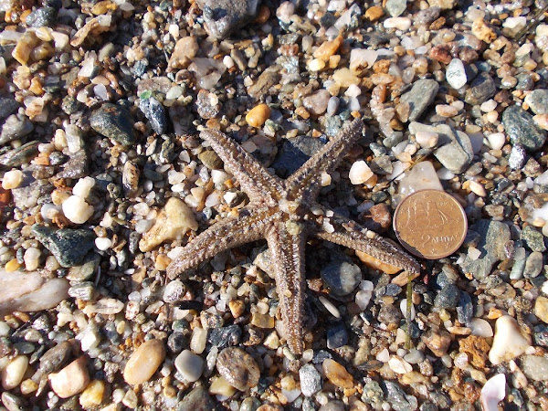 Sand-sifting starfish (Αστερίας) | Project Noah