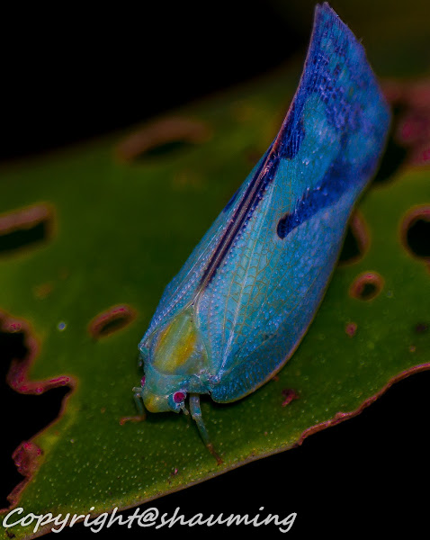 Leaf Hopper | Project Noah