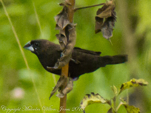 Dusky Munia | Project Noah