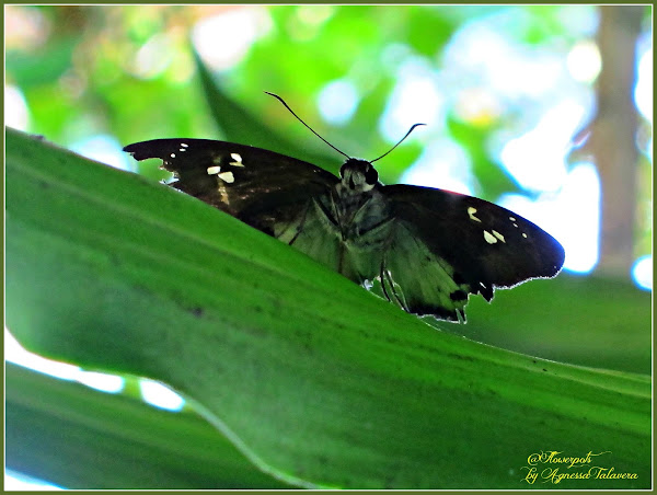 Philippine Common Snow Flat | Project Noah