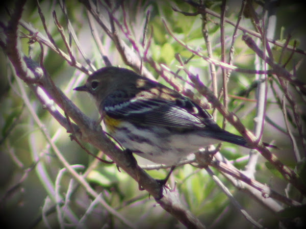 Myrtle Warbler | Project Noah