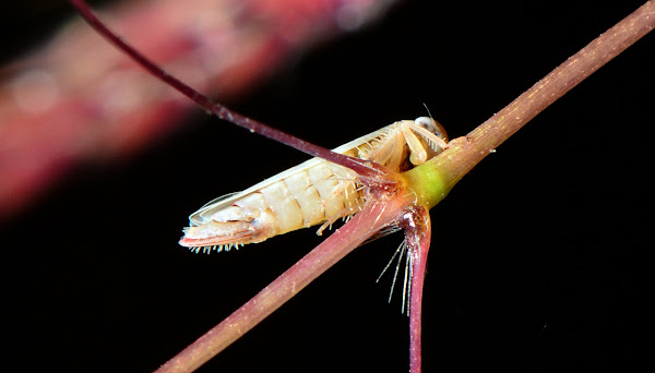 Leaf hopper | Project Noah
