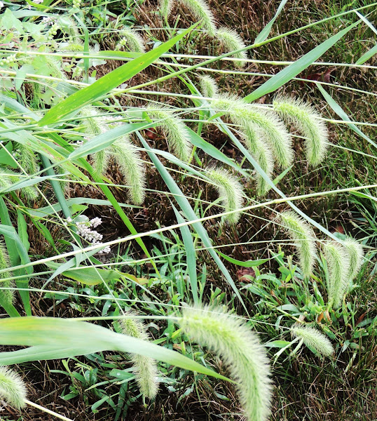 Giant foxtail | Project Noah