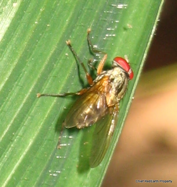 red-eyed fly | Project Noah