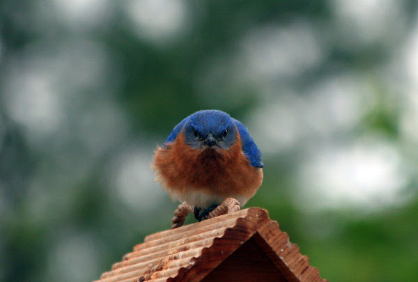 Eastern Bluebird | Project Noah