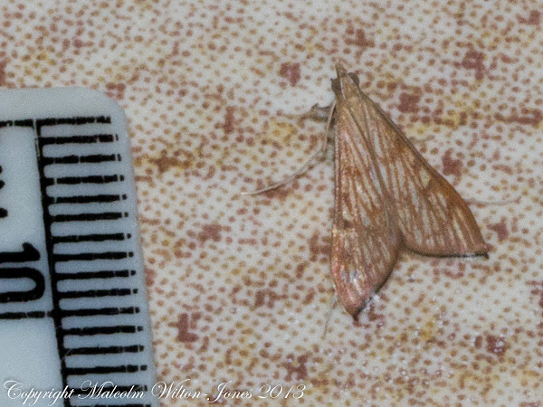 Sesame Leafroller | Project Noah