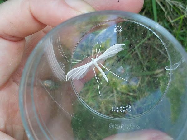 White Plume | Project Noah